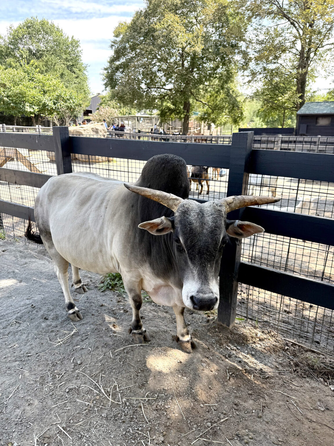 Nova Wild: A Fun Animal Adventure in Northern Virginia - Jacki Goes Places